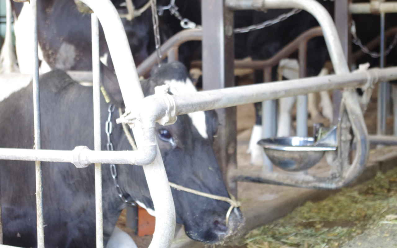 Stop Using Tie-stall Housing System for Rearing Cows – 認定NPO法人アニマルライツセンター