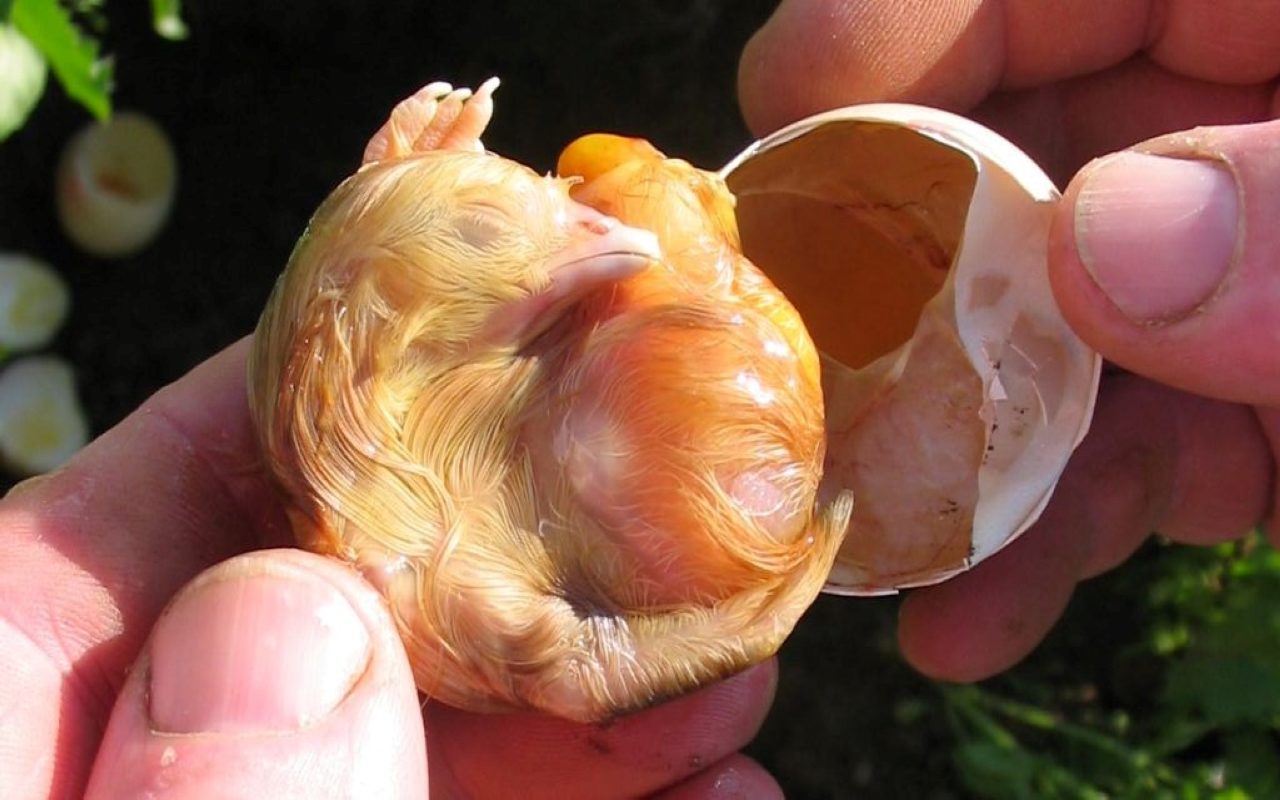 Eggs are unhealthy: why we shouldn’t eat them even though they’re cheap ...