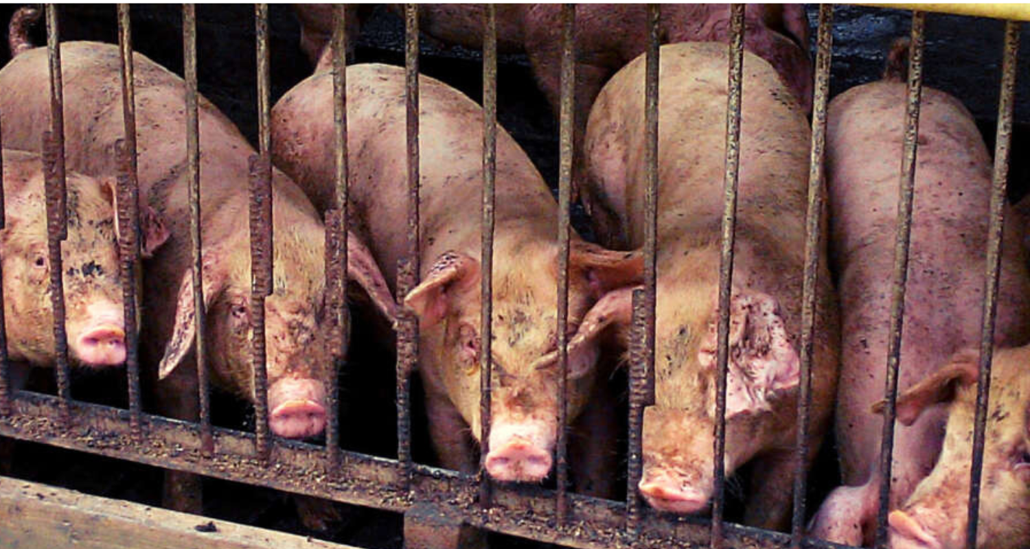56,000 pigs Killed in two months in a farm in Tochigi – 認定NPO法人アニマルライツセンター