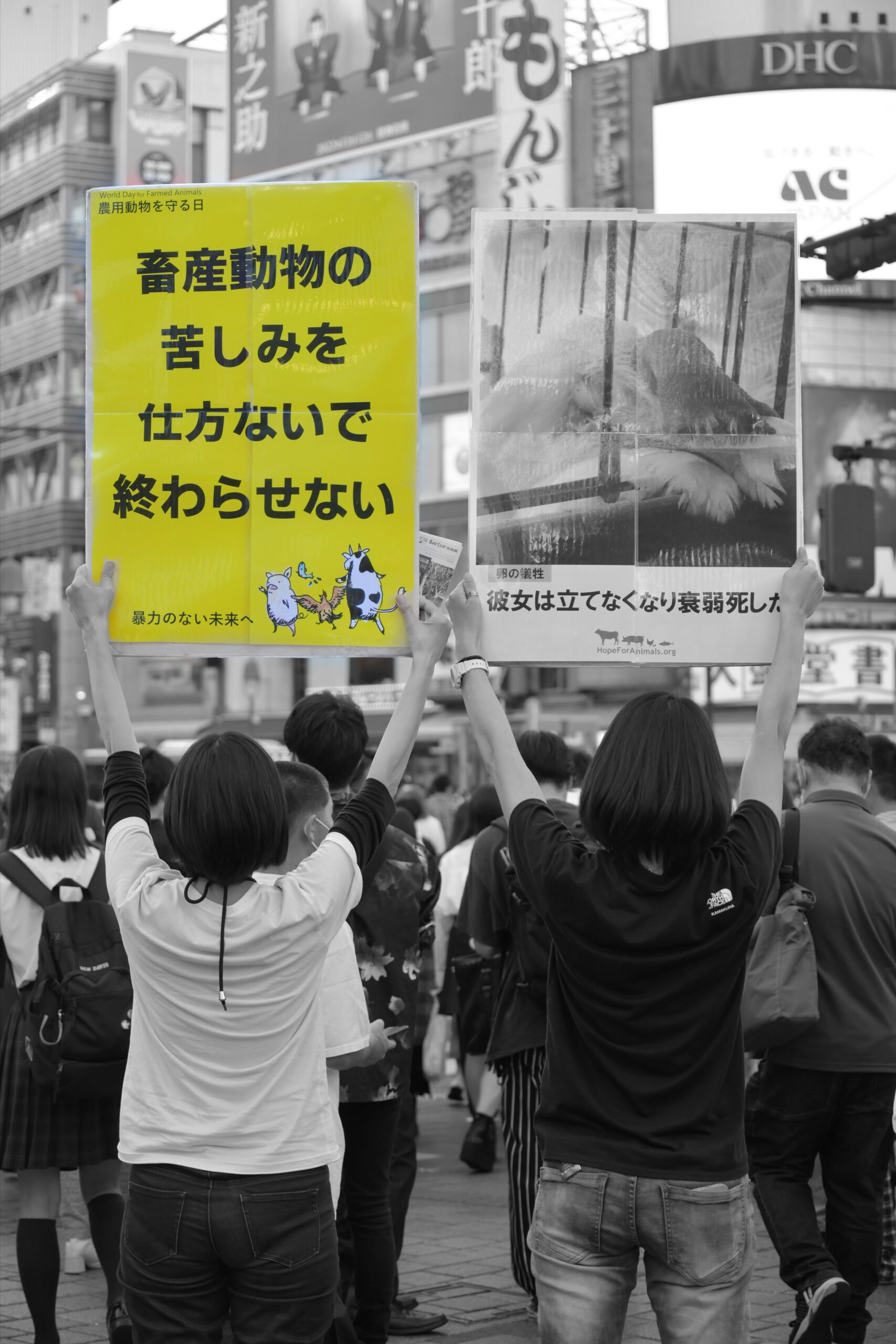 On the World Day for Farmed Animals: Appeal the current situation of ...