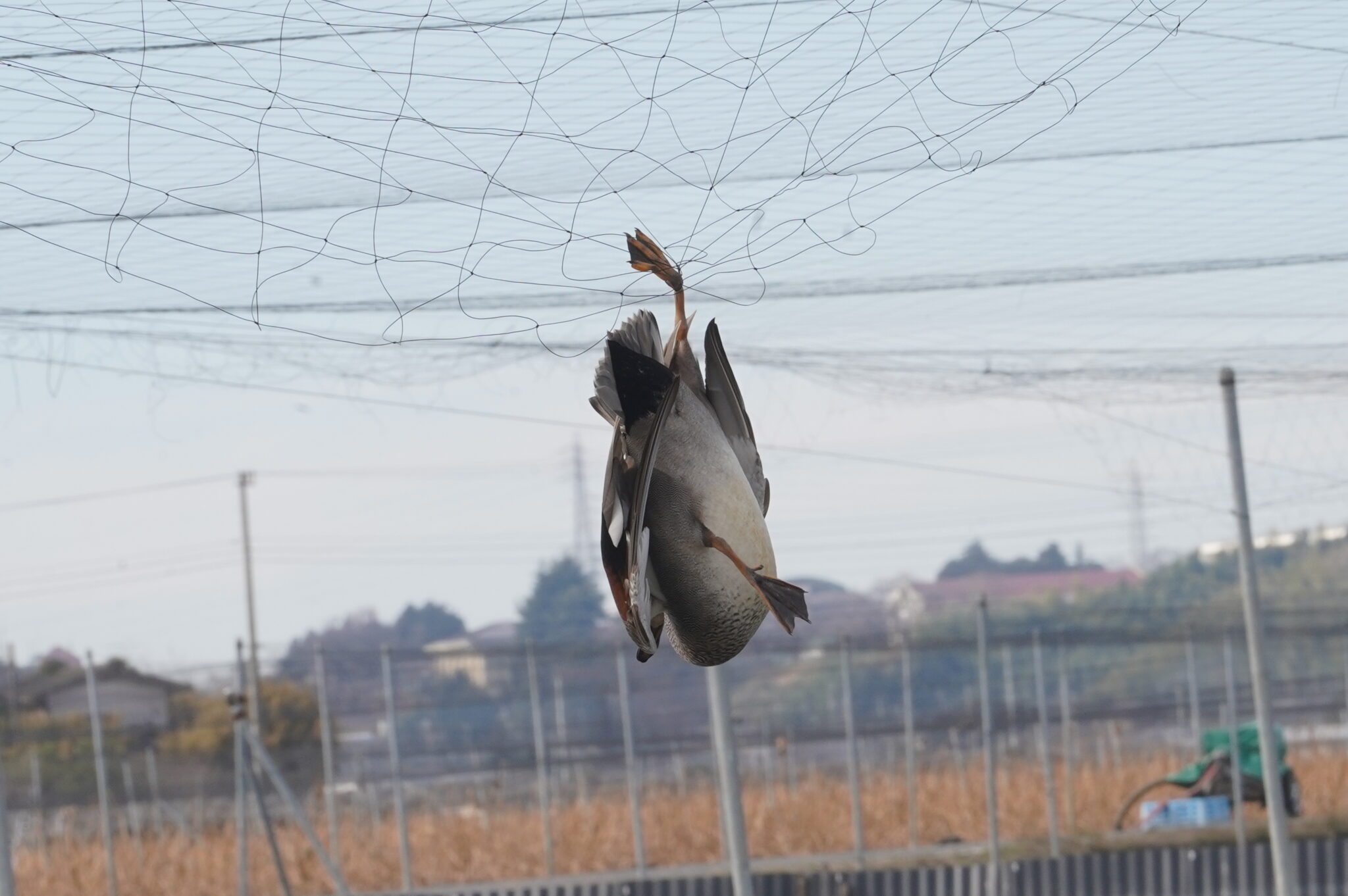 Kasumigaura lotus root field, Ibaraki, Damage to wild birds – 認定NPO法人 ...