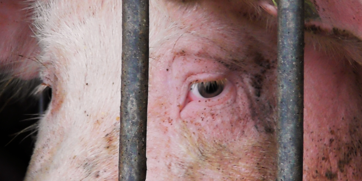 Japanese Companies Align Their Stance Toward Gestation Stall-Free ...