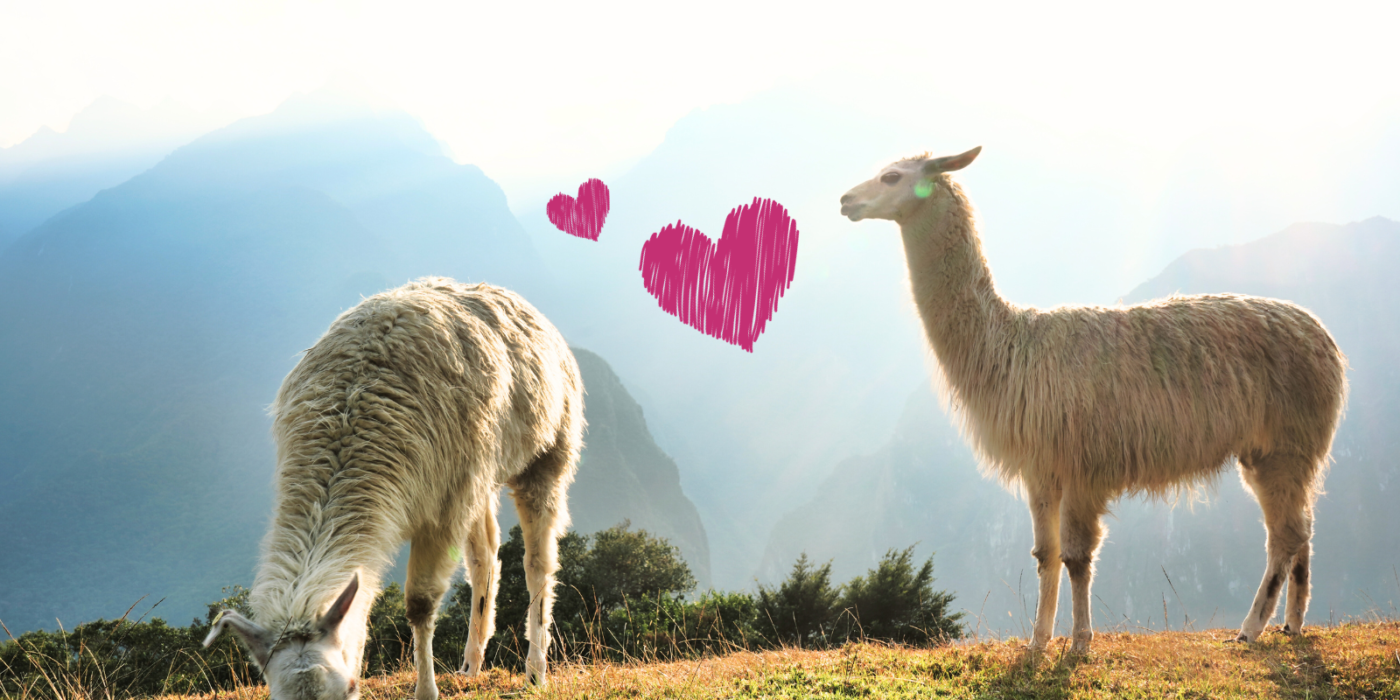 GOOD NEWS! GLACIER, CINEMA CLUB, and C・O・L・Z・A-Honeys become animal ...