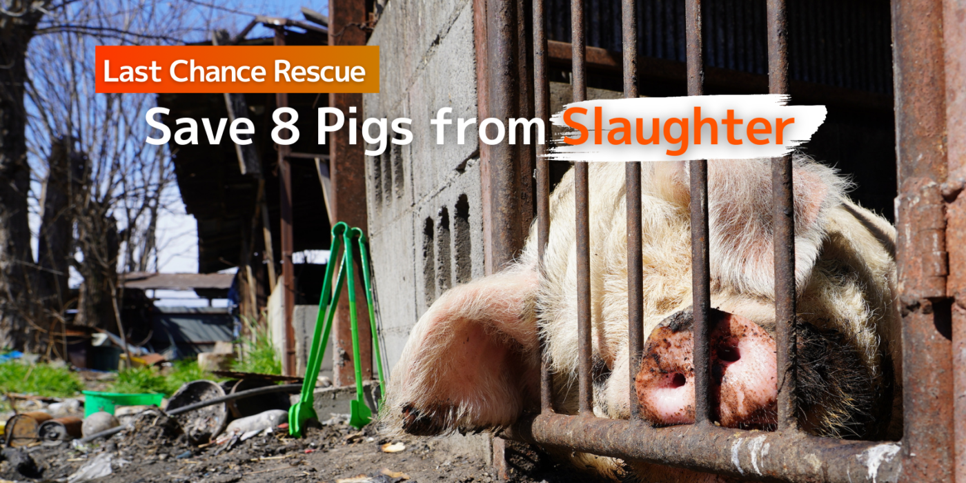 Last Chance Rescue: Saving 8 Pigs from Slaughter - アニマルライツセンター