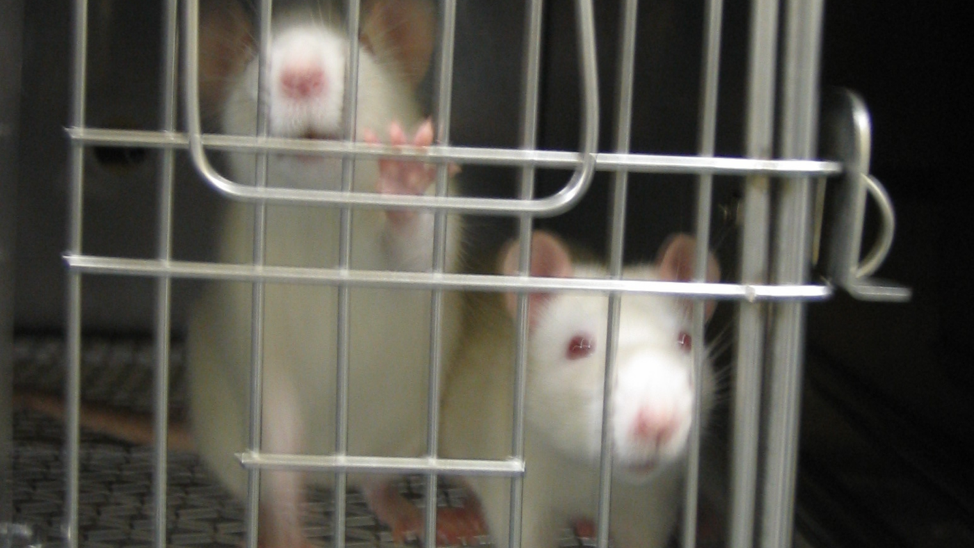 世界で動物実験は義務ではない時代、日本は？ – 認定NPO法人アニマルライツセンター